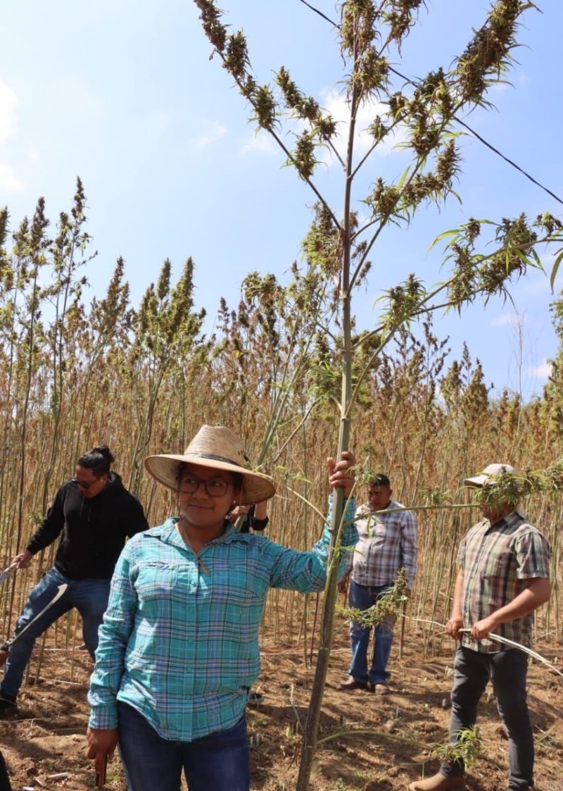 Primera cosecha de Cannabis en Oaxaca para uso industrial - Sucedió en ...